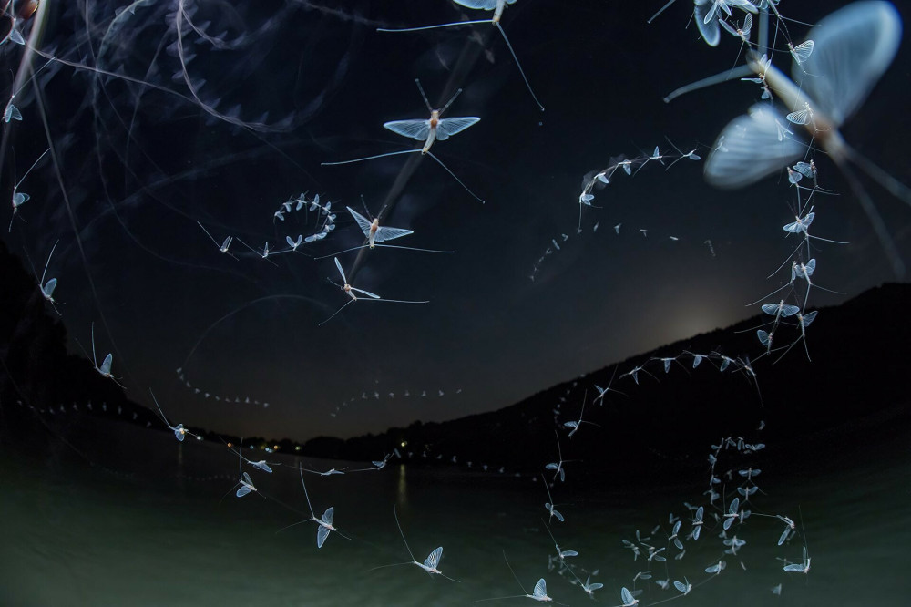 WWF - Wings over water: how Danube mayflies reflect the river’s revival